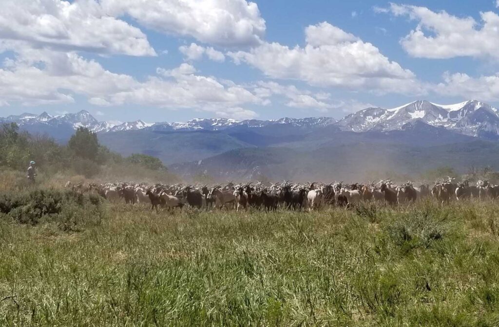 Systematic Goat Grazing - Goatapelli Foundation