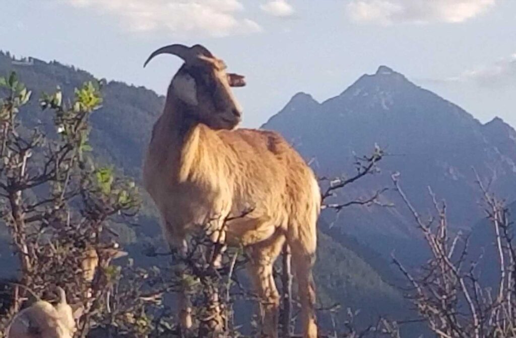 Systematic Goat Grazing - Goatapelli Foundation