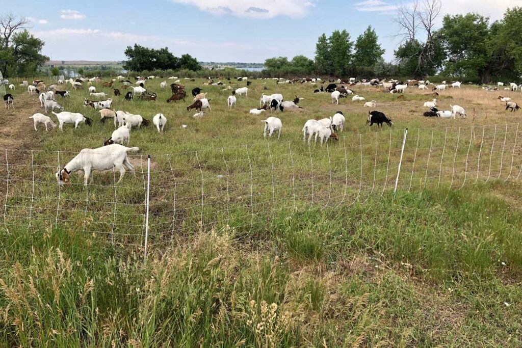 Systematic Goat Grazing - Goatapelli Foundation