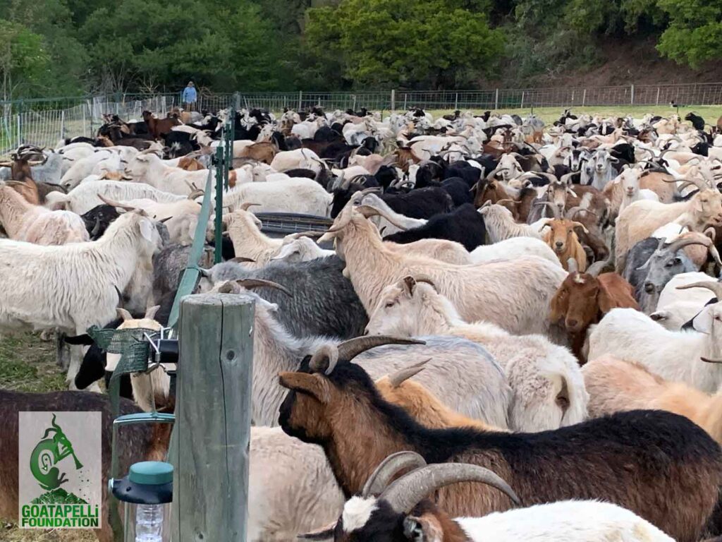 Press - Goatapelli Foundation