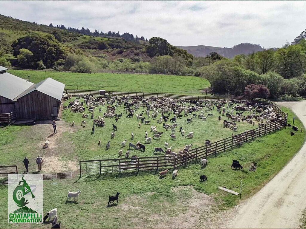 Press - Goatapelli Foundation