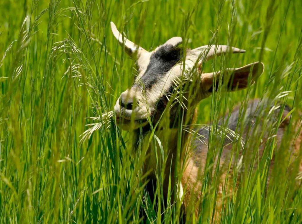 Goats: These Bleating Hearts Are Useful | Goatapelli Foundation